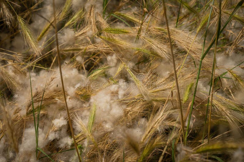 Poplar Fluff in the Parks of Rome, Italy Stock Photo - Image of europe ...