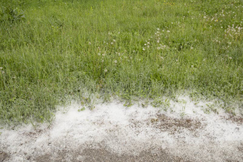 Poplar Fluff on the Path in the Street in Spring Stock Image - Image of ...