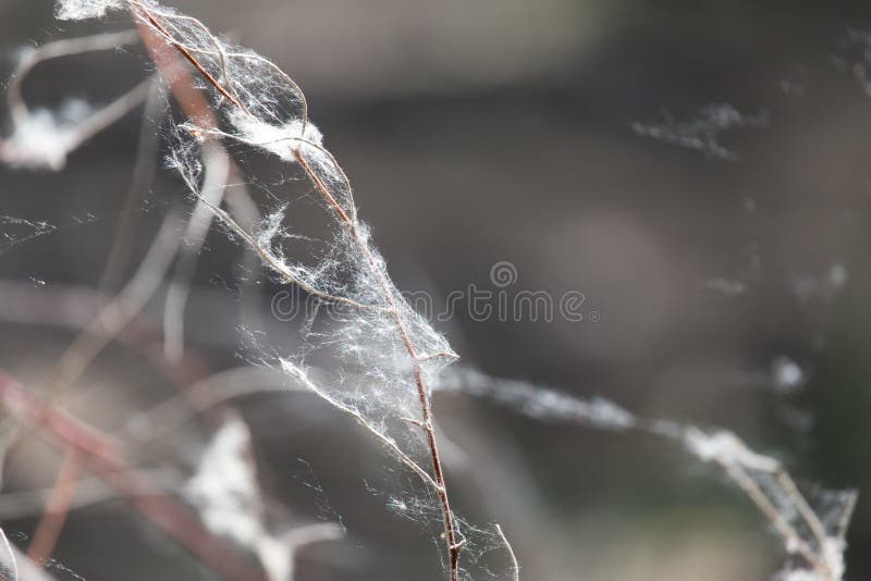 Poplar fluff stock image. Image of plant, tufts, ecology - 106072931