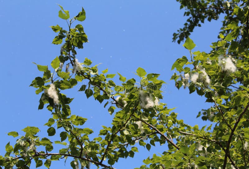 Poplar Fluff (seeds) on the Branches and Leaves of a Tree Stock Image ...