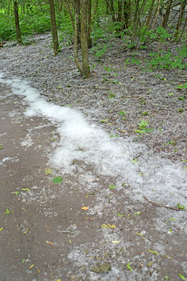 The Poplar Fluff Strayed at the Side of the Park Path. June Stock Photo ...