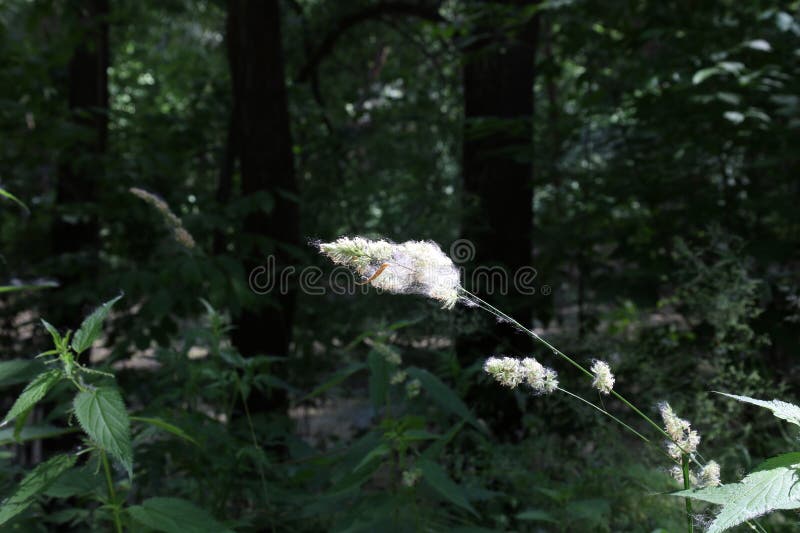 Poplar Fluff in the Summer Forest Stock Photo - Image of natural, flora ...
