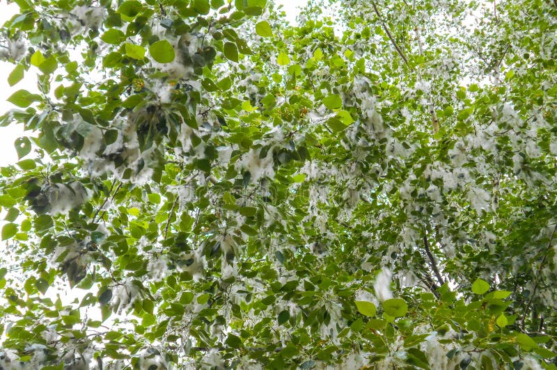 Poplar Fluff. Summer Starts with Poplar Fluff. Beautiful Poplar Fluff ...