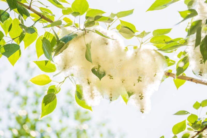 Poplar Fluff on a Tree Branch Against Stock Image - Image of poplar ...