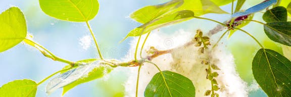 Poplar Fluff on a Tree Branch Against Stock Image - Image of catkins ...