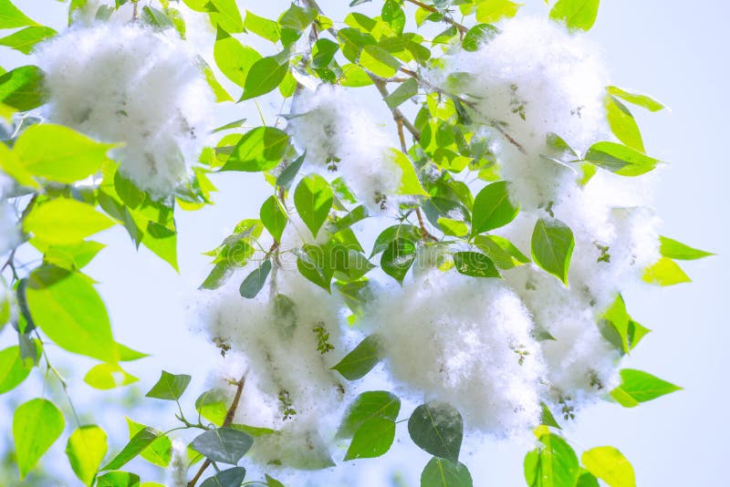 Poplar Fluff on a Tree Branch Against Stock Photo - Image of foliage ...