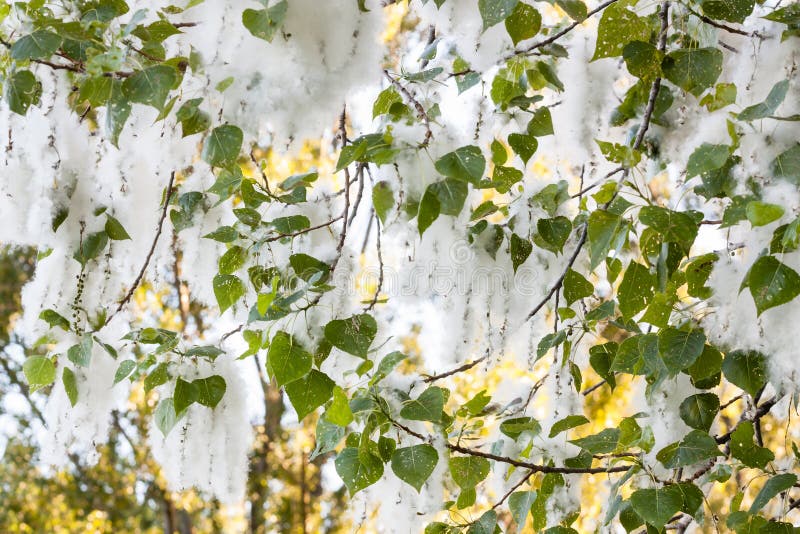 Poplar fluff stock image. Image of flora, phenomenon - 44676859