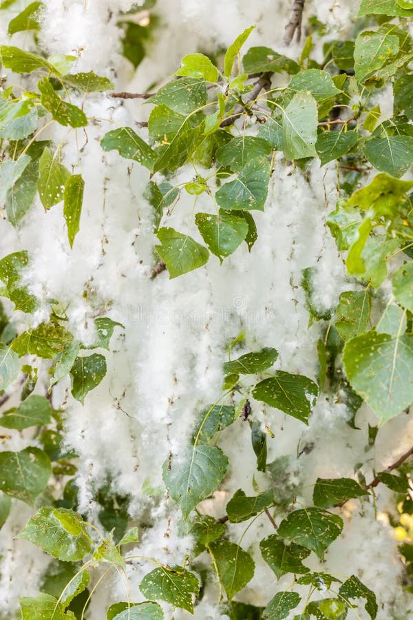 Poplar fluff stock photo. Image of reproduction, branch - 44676882