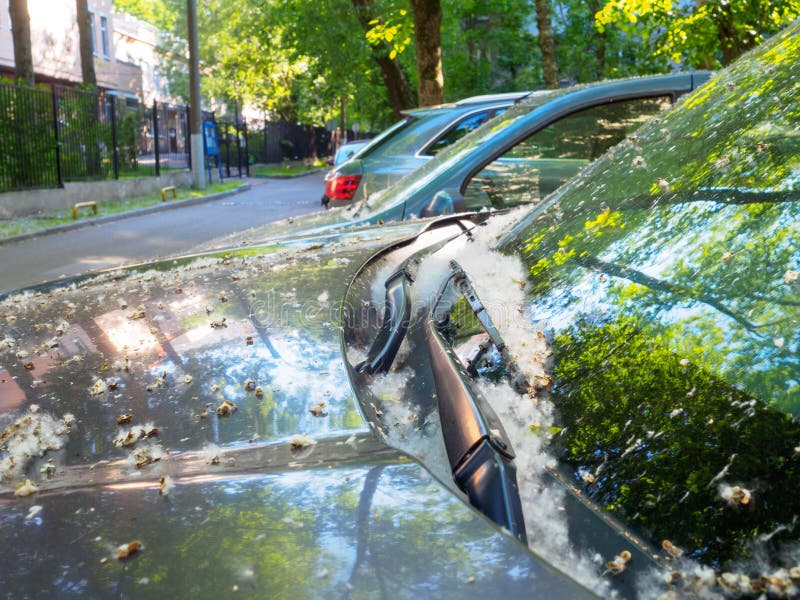 Poplar Fluff on the Windshield and Windshield Wipers of the Car Stock ...