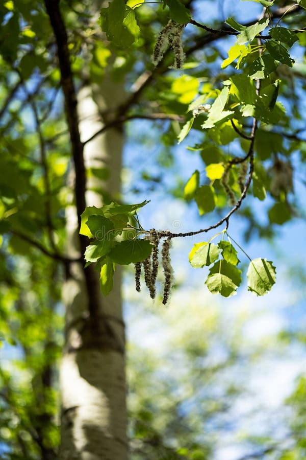 Poplar Fluffy Seeds on the Branches Stock Image - Image of symptom ...