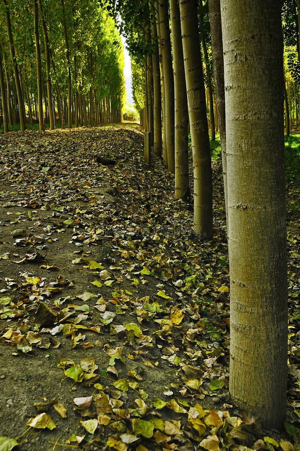 Poplar Forest in Alameda in the Fardes River Valley Stock Image - Image ...