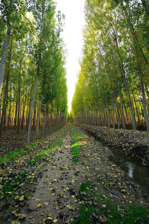 Poplar Forest in Alameda in the Fardes River Valley Stock Photo - Image ...