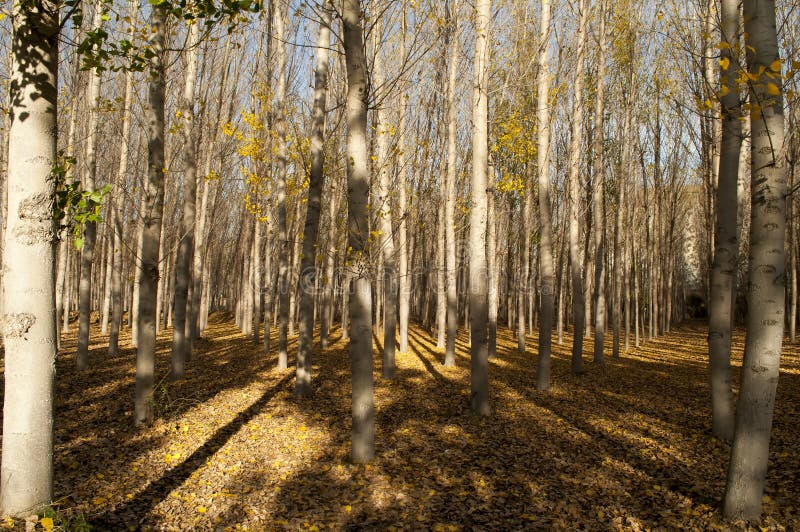 Poplar Forest in Alameda in the Fardes River Valley Stock Photo - Image ...