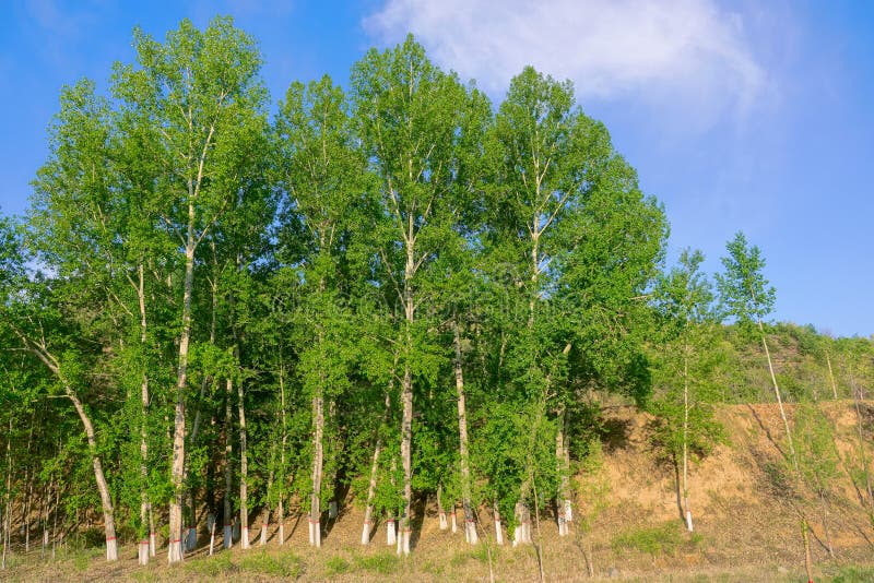 Poplar forest stock photo. Image of blue, poplar, scenic - 182808490
