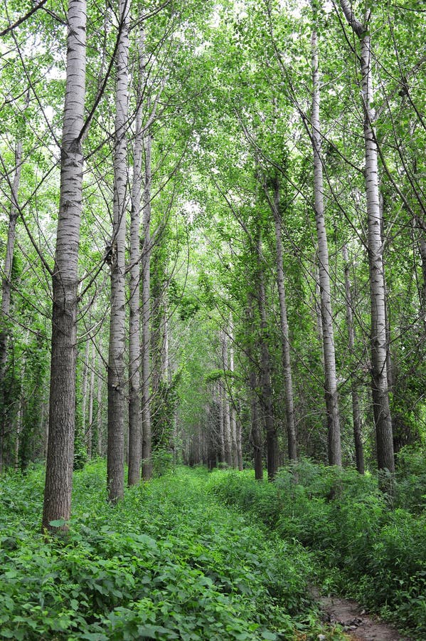 Poplar forest stock image. Image of forest, harvesting - 231564959