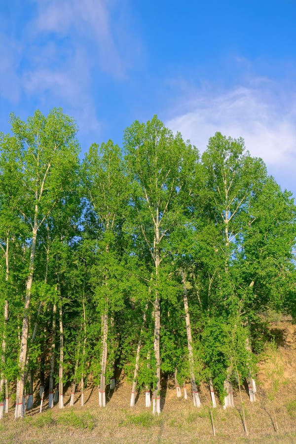 Poplar Grove in Early Spring Stock Image - Image of spring, forest ...