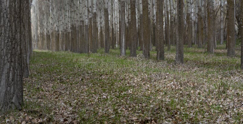 Poplar Forest stock image. Image of landscape, ecology - 172992943