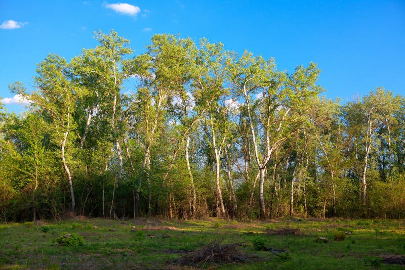 Poplar forest trees stock image. Image of majestic, cloud - 184477621