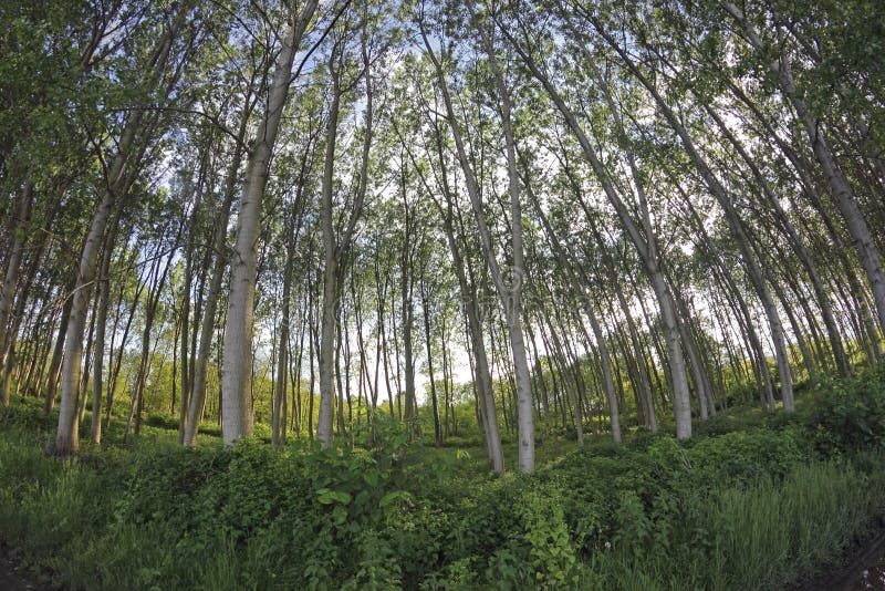 Poplar forest stock photo. Image of sunset, woods, spring - 30976584