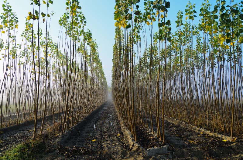 Poplar grove stock photo. Image of poplar, aspen, plantation - 31940448
