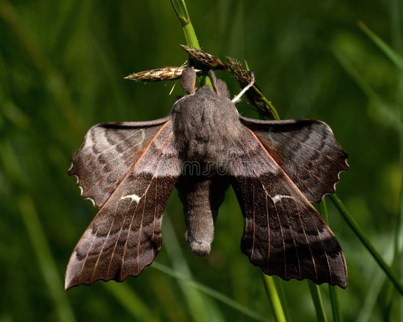 The poplar hawk-moth stock image. Image of beautiful - 55252003