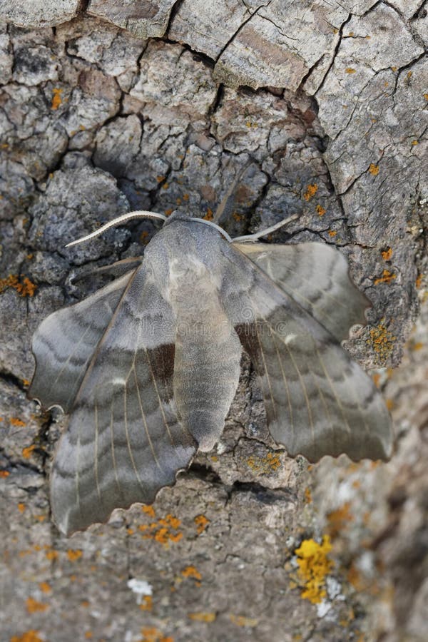 Poplar Hawk Moth Sitting Camouflaged at the Bark of a Poplar Tree Stock ...