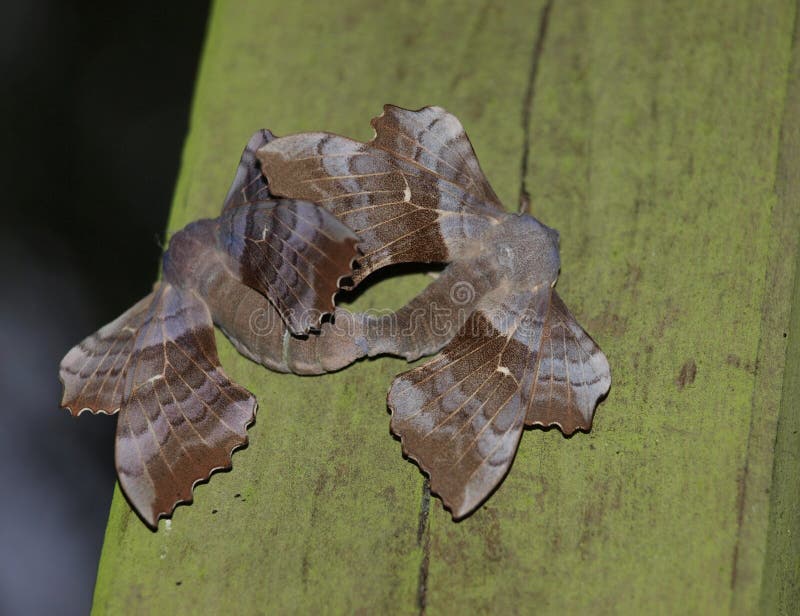 Poplar hawk-moths mating stock photo. Image of hawk, laothoe - 73987852
