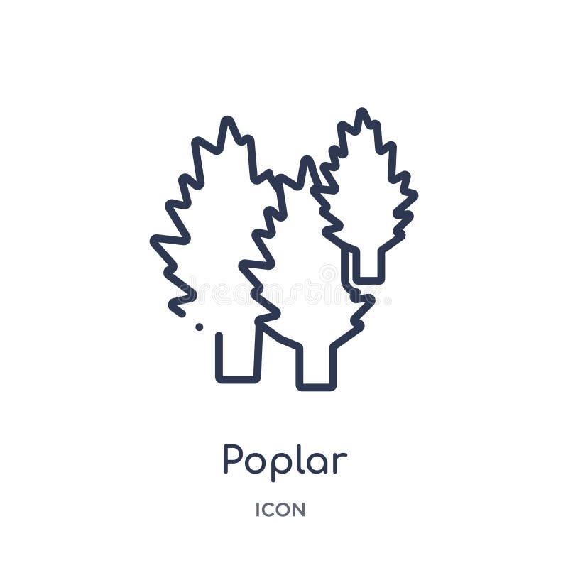 Poplar Icon. Trendy Poplar Logo Concept on White Background from Stock ...