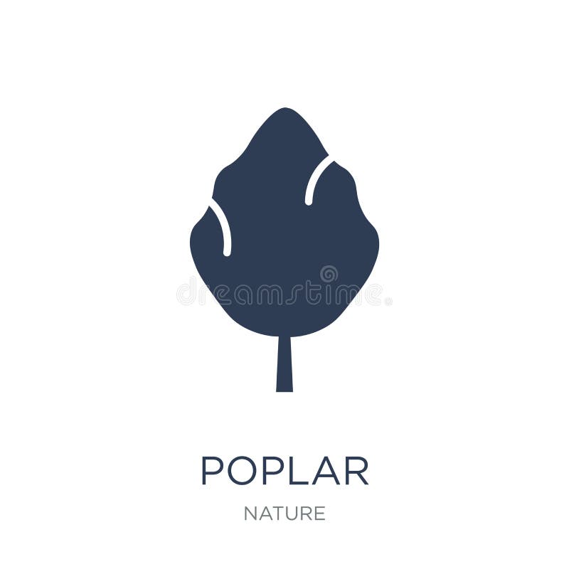 Poplar Icon. Trendy Flat Vector Poplar Icon on White Background Stock ...
