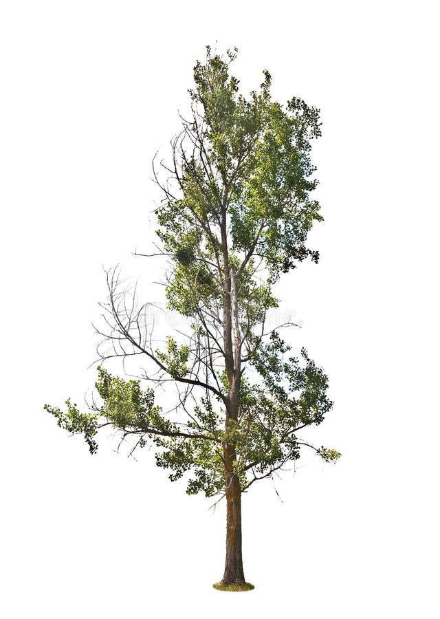 Tall Poplar Tree Isolated On White Stock Photo - Image of tall, nature ...