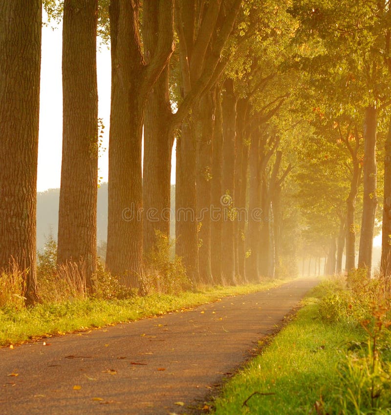 Poplar lane stock photo. Image of indian, meditation, ozone - 1382478
