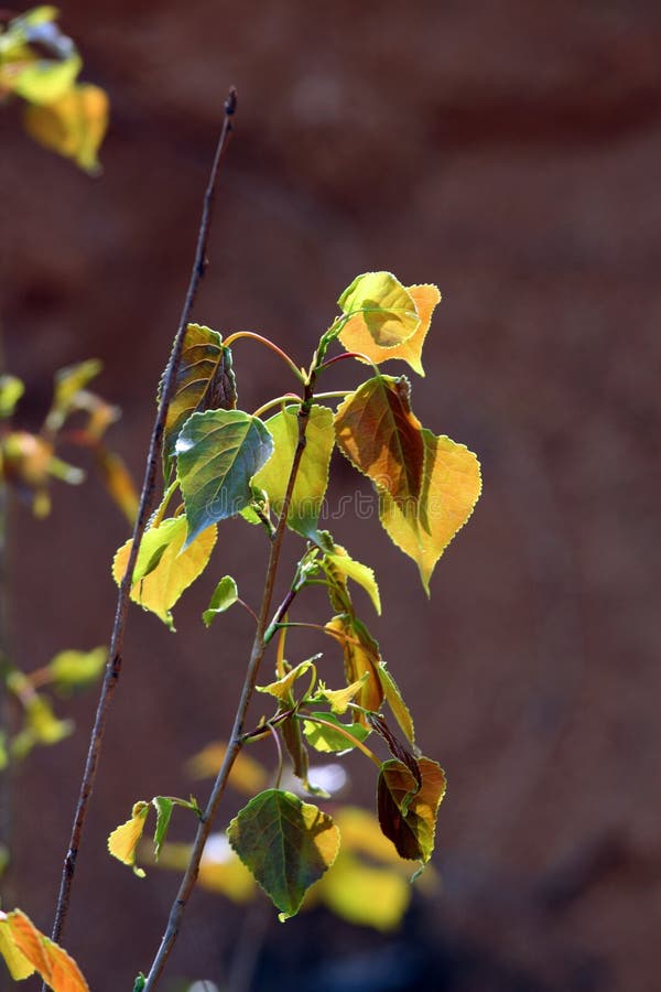 Poplar leaf stock image. Image of leaves, colors, cultivate - 28196937