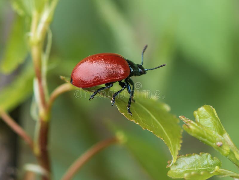 Poplar Leaf Beetle on Leaf. Stock Photo - Image of leaf, small: 268416064