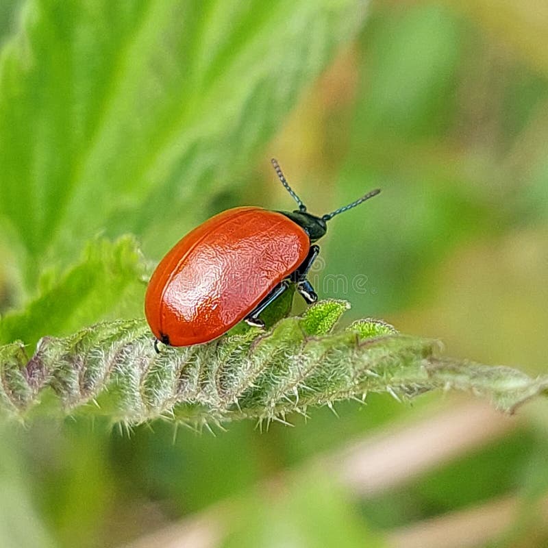 Poplar leaf beetle stock photo. Image of chrysomela - 268434200