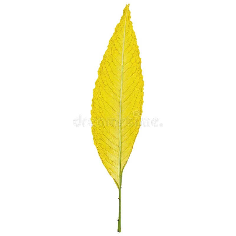 Poplar Leaf Large Yellow Leaf with a Triangular Shape and Wavy Edges ...