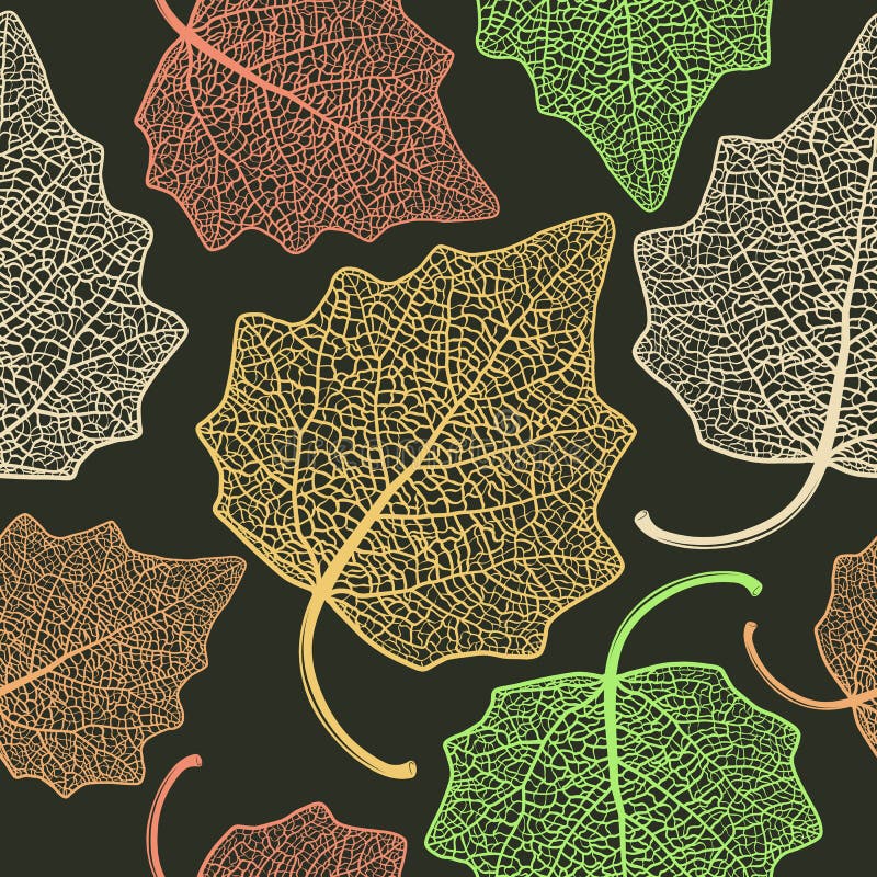 Poplar Leaf Skeleton Pattern Stock Vector - Illustration of flora ...