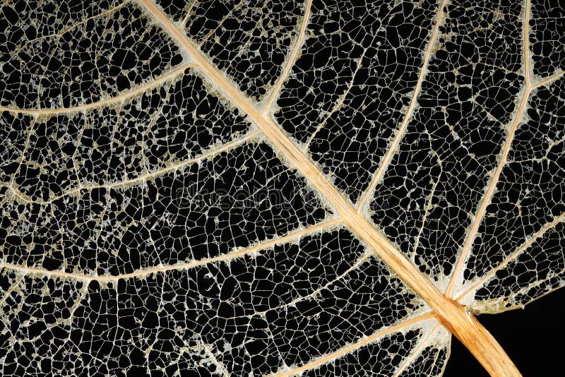 Poplar leaf skeleton stock photo. Image of transform - 198719672