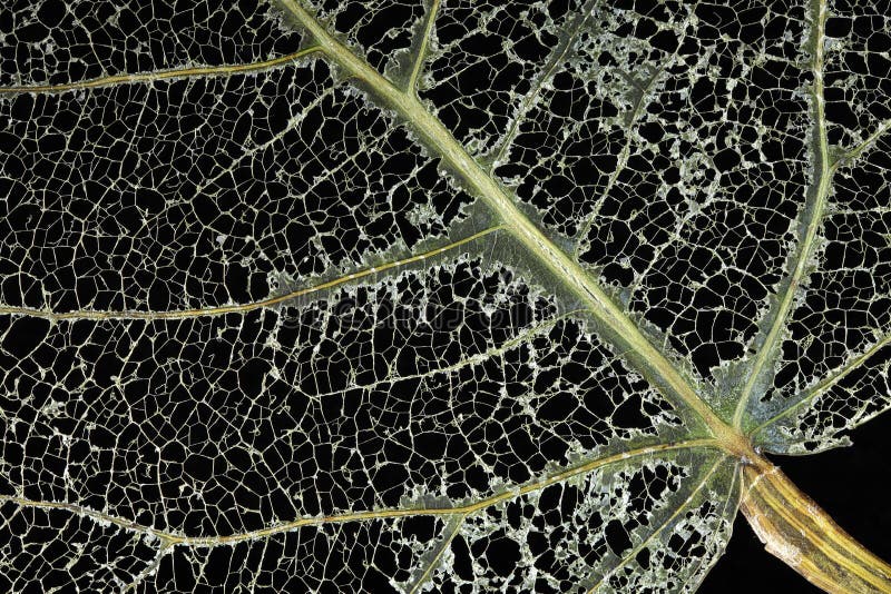 Poplar leaf skeleton stock photo. Image of break, pattern - 198723340