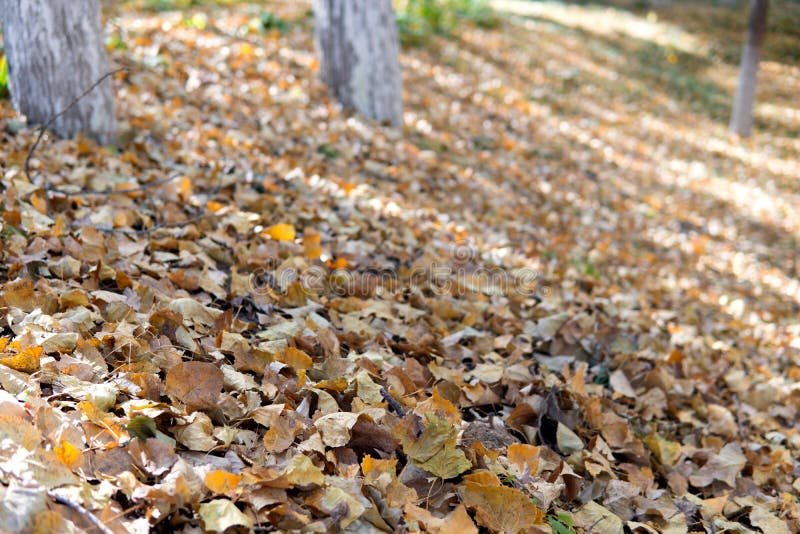 Poplar Leaves in the Park in Late Autumn Stock Image - Image of falling ...
