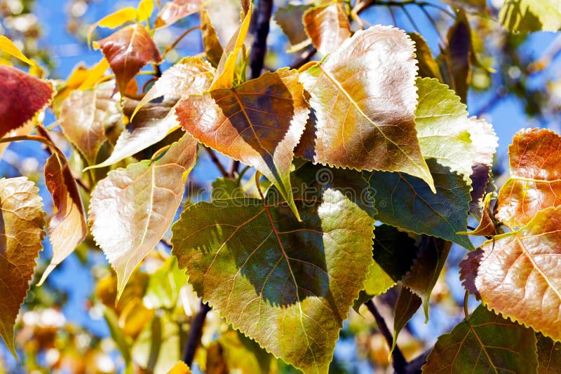 Poplar leaves stock image. Image of branch, poplar, leaf - 72838197