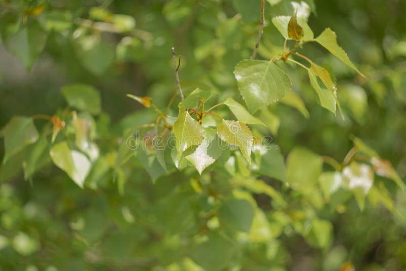 Poplar leaves stock photo. Image of summer, growth, park - 181268252