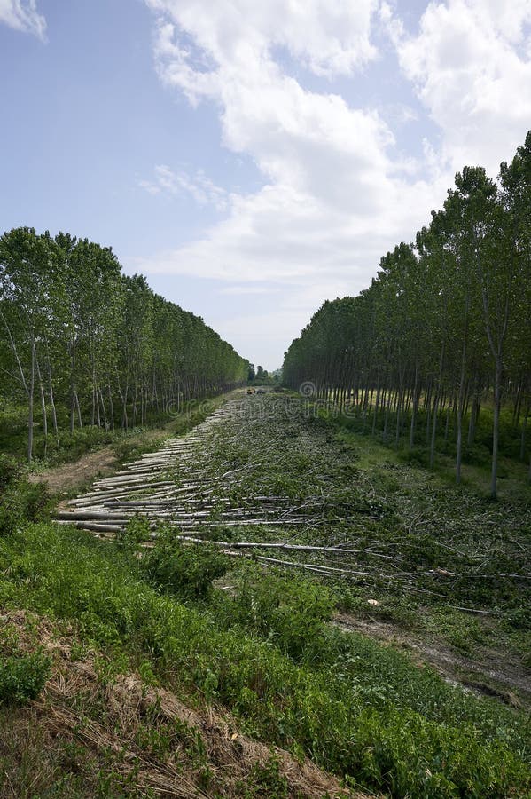 Poplar stock photo. Image of nature, plain, plant, agriculture - 183388998