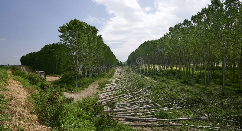 Poplar stock photo. Image of cultivation, agriculture - 183389050