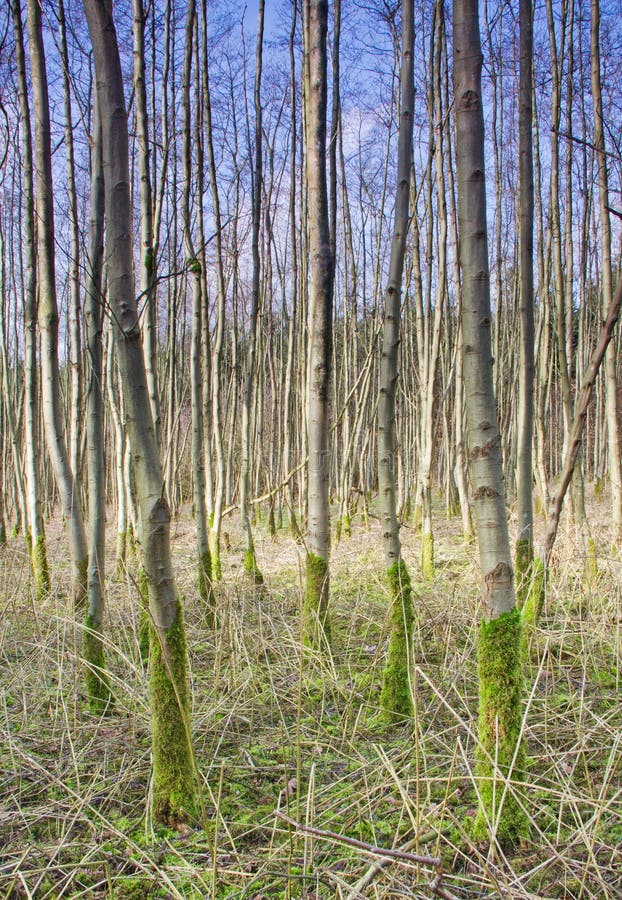 Poplar plantation stock photo. Image of plant, grass - 37746324