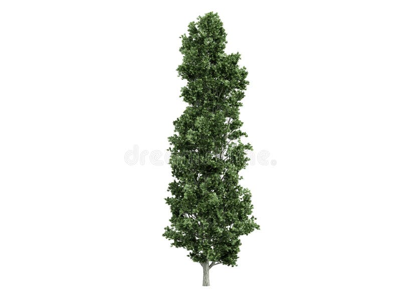 Poplar - Populus stock vector. Illustration of coniferous - 177079656