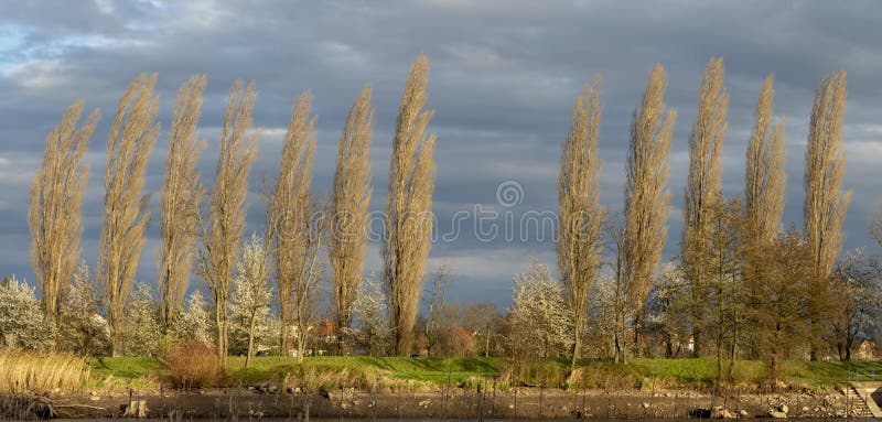 Poplar Populus Trees Growing on the River Bank. Cottonwood Trees in a ...