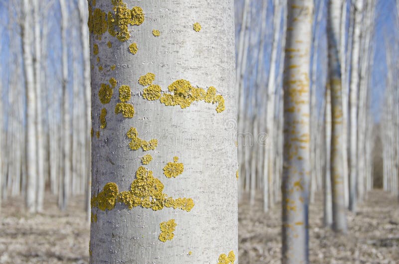 The trunk of old poplar stock image. Image of green, area - 59216407