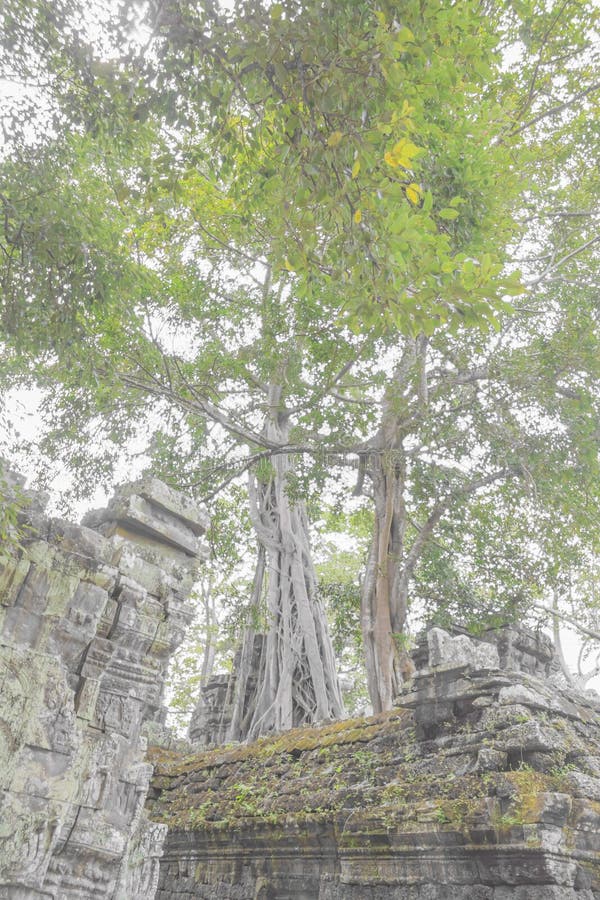 Poplar roots stock image. Image of arrangement, april - 36058203