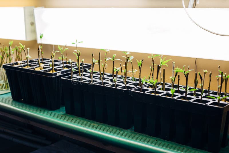 Trays Plant Cuttings Stock Photos - Free & Royalty-Free Stock Photos ...