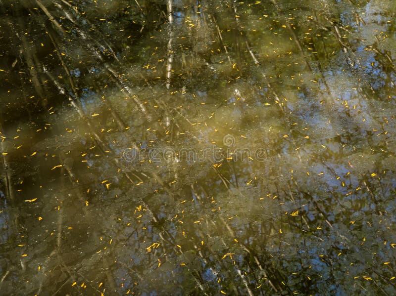 Poplar Seeds Floating in Water with Reflection of Bare Trees Stock ...